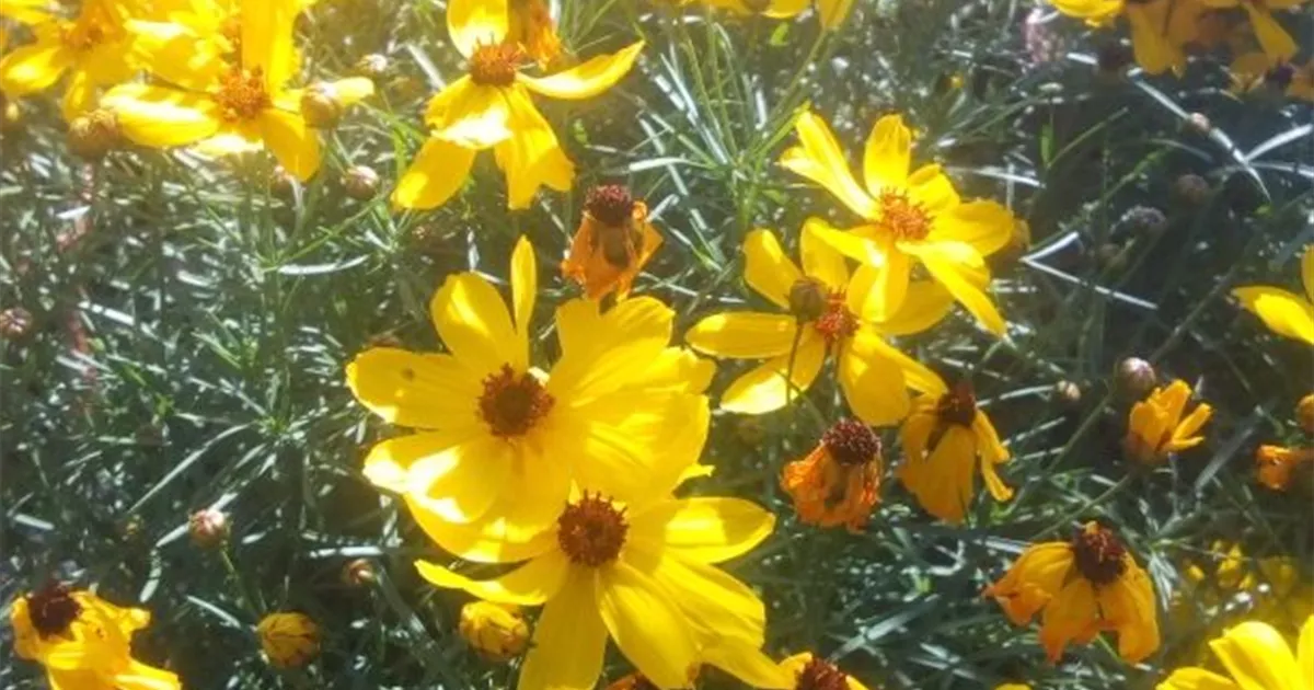 Coreopsis verticillata 'Imperial Sun', Quirlblättriges Garten ...