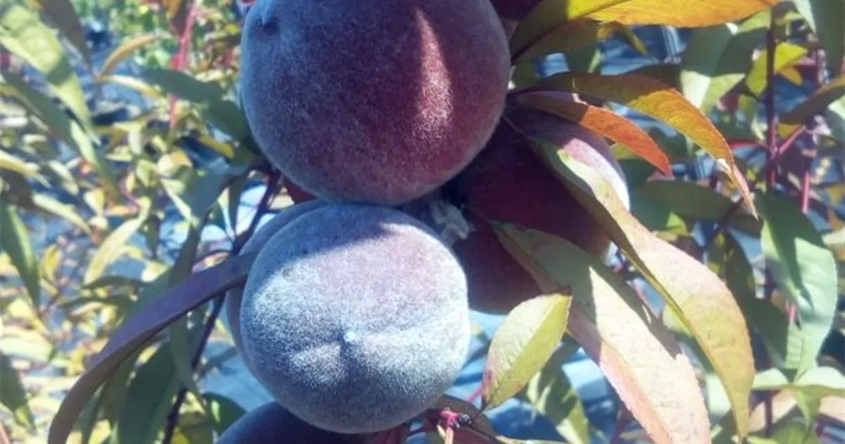 Prunus persica 'Rubira' CAC, Pfirsich - GartenBaumschule Fuhs