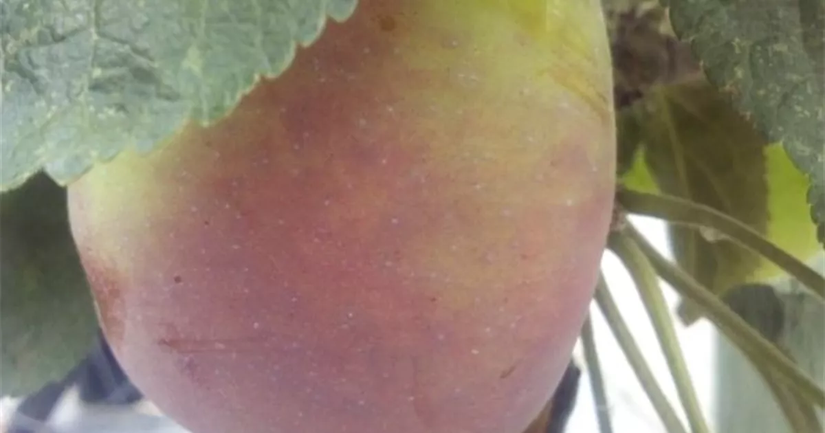 Malus 'Freija' -R- CAC, Zierapfel 'Freija' -R- - GartenBaumschule Fuhs