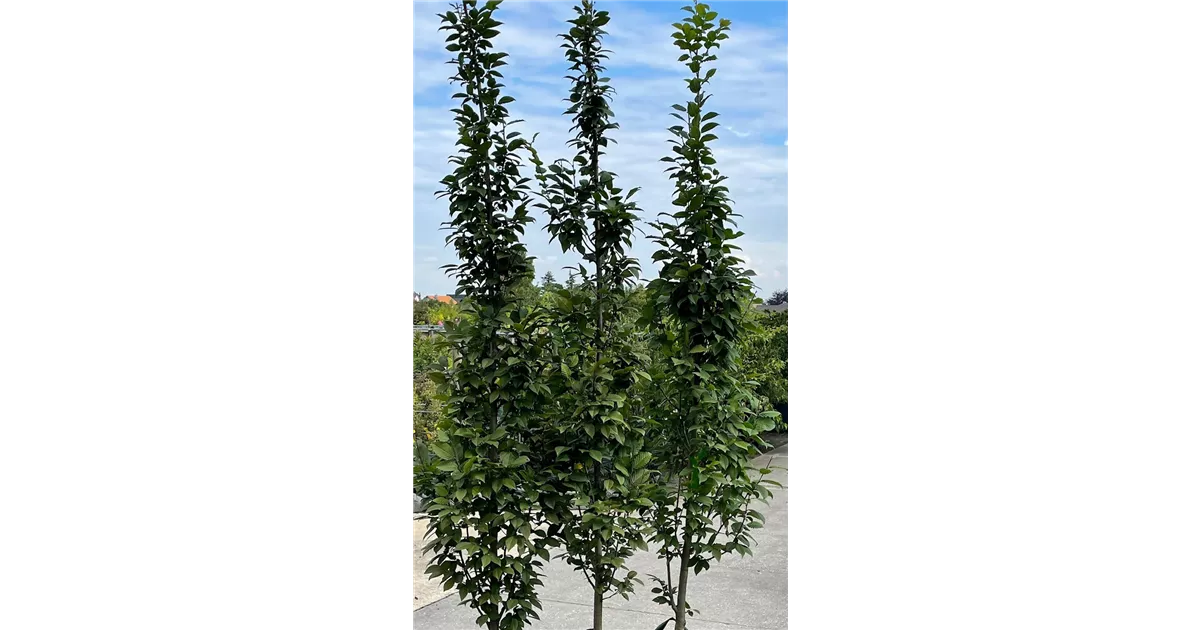 Carpinus betulus 'Lucas', Hainbuche 'Lucas' - GartenBaumschule Fuhs