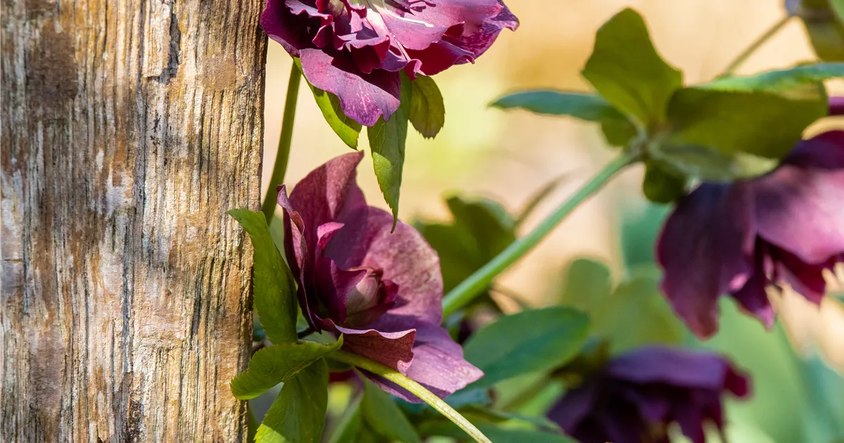Helleborus x orientalis, rot, Frühlings-Nieswurz - GartenBaumschule Fuhs