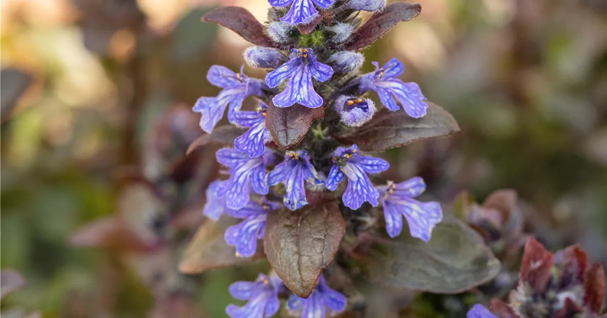 Ajuga reptans 'Chocolate Chip', Garten-Günsel - GartenBaumschule Fuhs