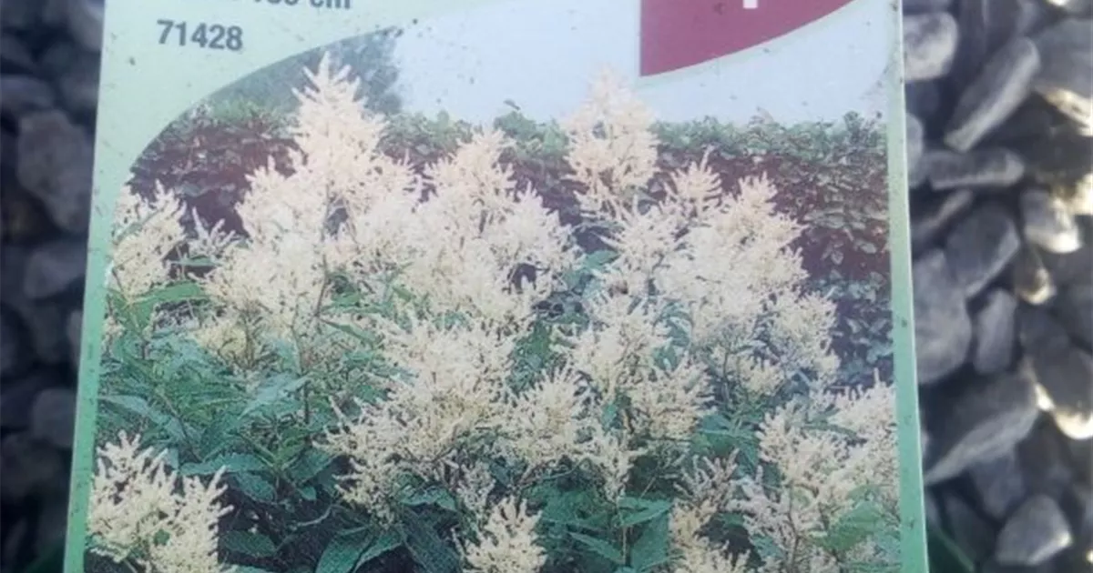 Aconogonon speciosum 'Johanniswolke', Alpen-Knöterich ...
