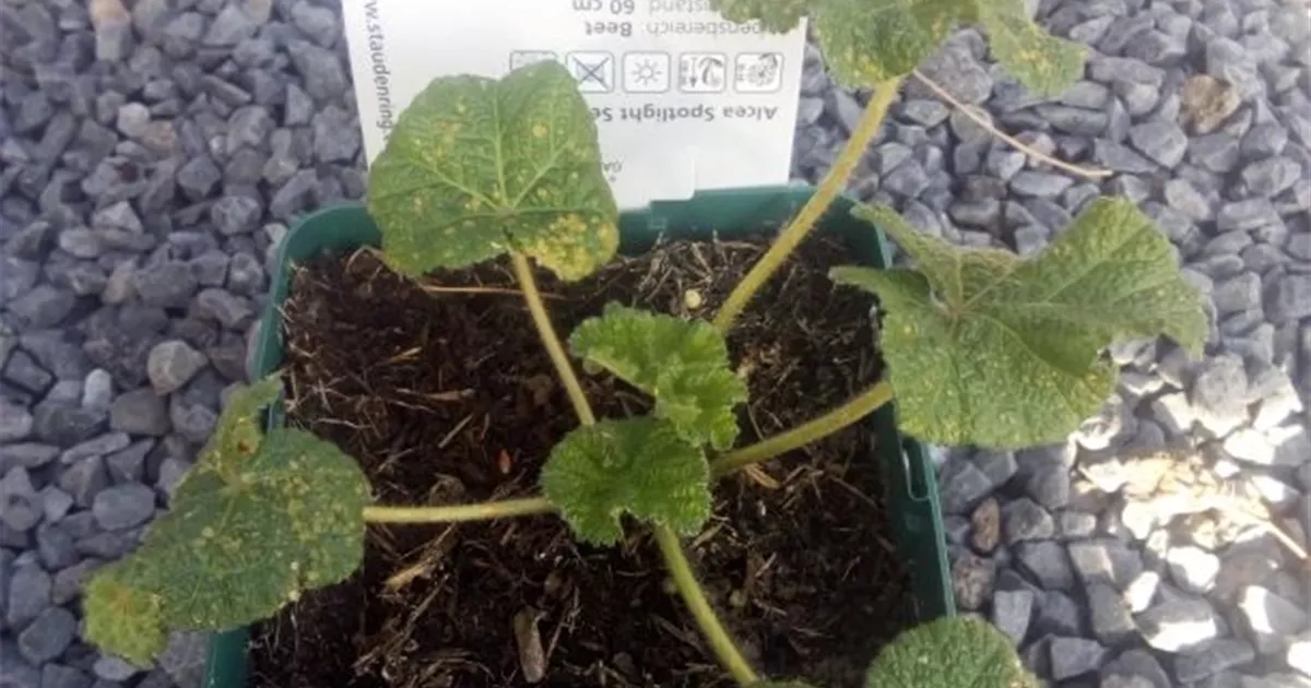 Alcea rosea Spotlight-Series 'Sunshine', Garten-Stockrose ...