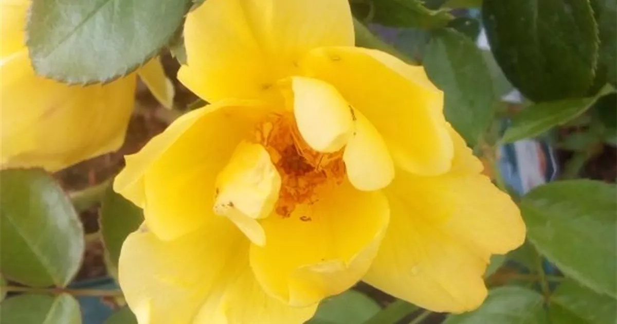 Rosa 'Lemon Fizz' -R- BT III, Beetrose 'Lemon Fizz' -R- ADR-Rose ...