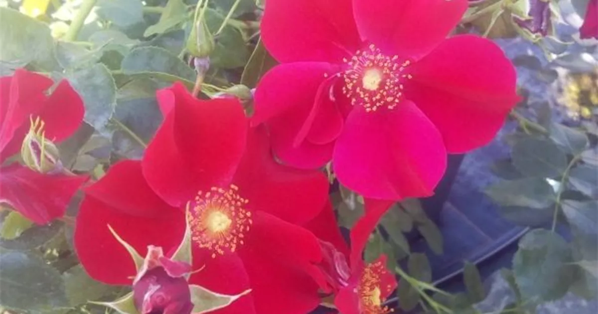Rosa 'Alexander von Humboldt' -R- STR III, Kleinstrauchrose 'Alexander ...