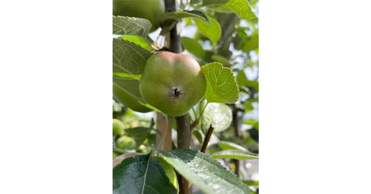 Malus 'Apistar' -R- CAC, Apfel 'Apistar' -R- - GartenBaumschule Fuhs
