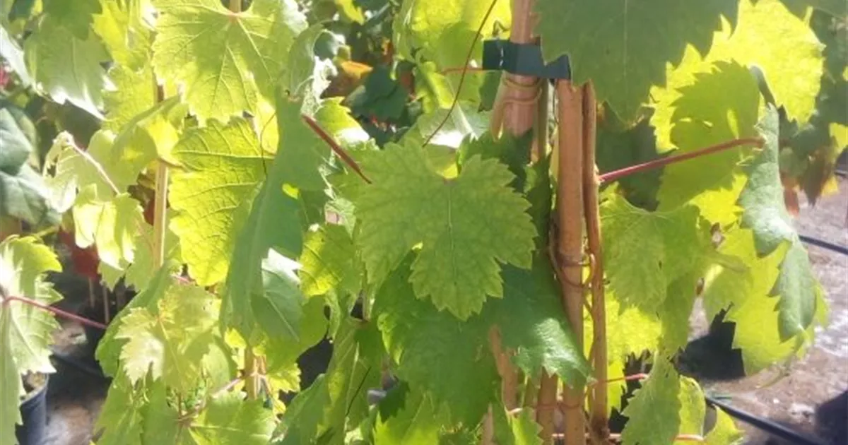 Vitis 'Frumuosa Alba', Weinrebe 'Frumuosa Alba' - GartenBaumschule Fuhs