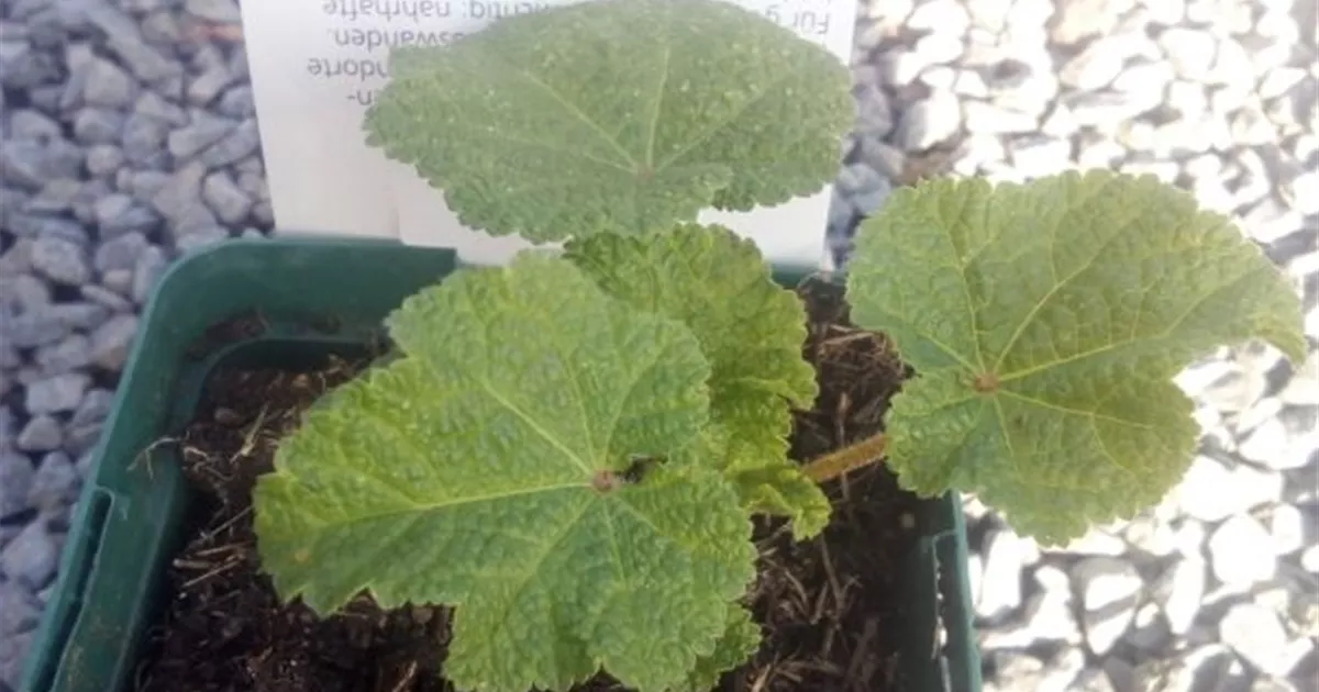 Alcea rosea 'Pleniflora Chaters', rot, Beet-Stockrose'Charters Rot ...